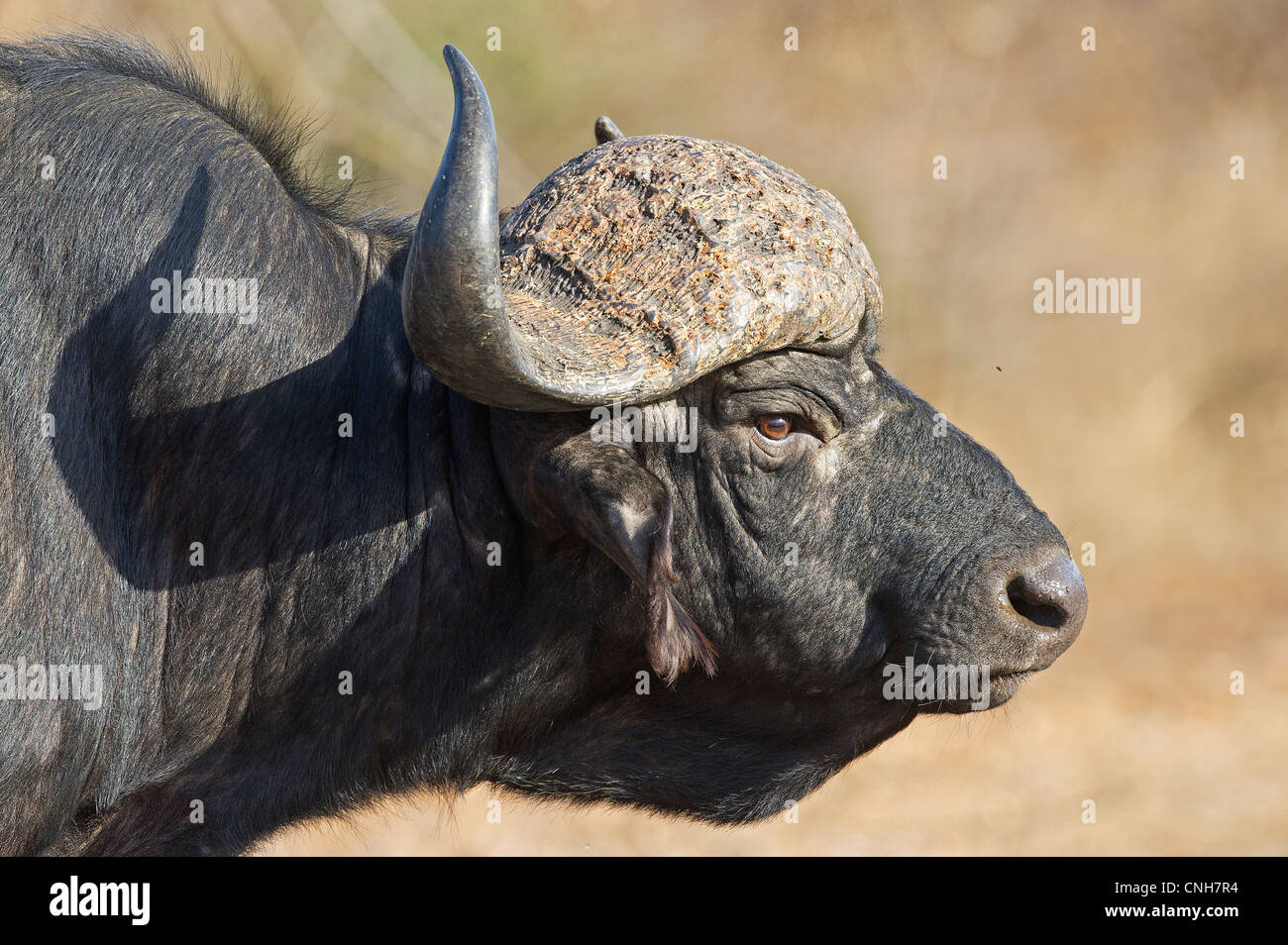 Buffalo profile syncerus caffer hi-res stock photography and images - Alamy
