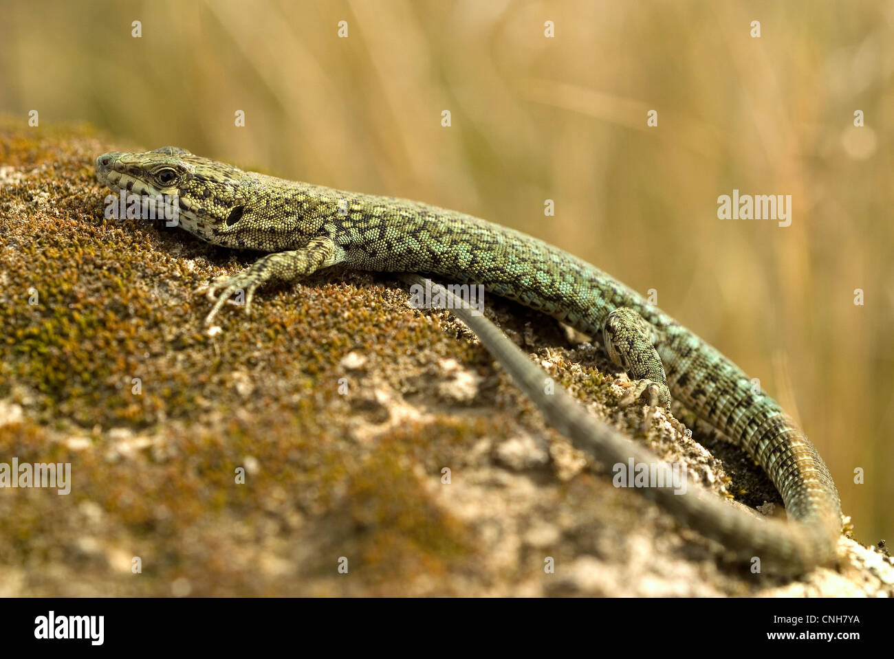 Iberian Wall Lizard (Podarcis hispanica Stock Photo - Alamy
