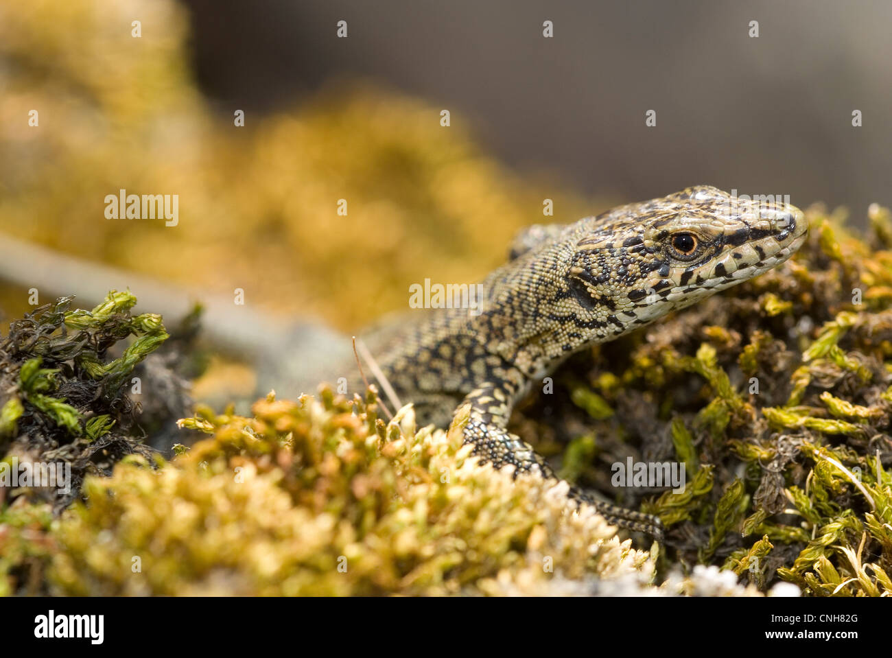 Iberian wall lizard or podarcis hispanica hi-res stock photography and ...