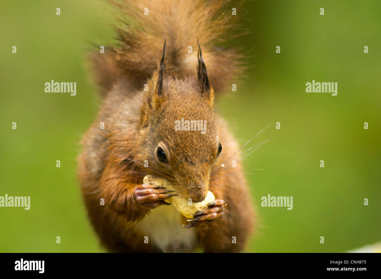 Wild Red Squirrel in North Yorkshire Stock Photo - Alamy