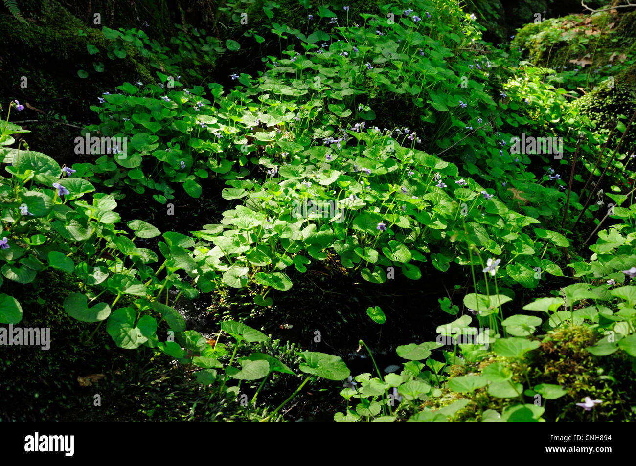 Marsh Violet (Viola palustris Stock Photo - Alamy