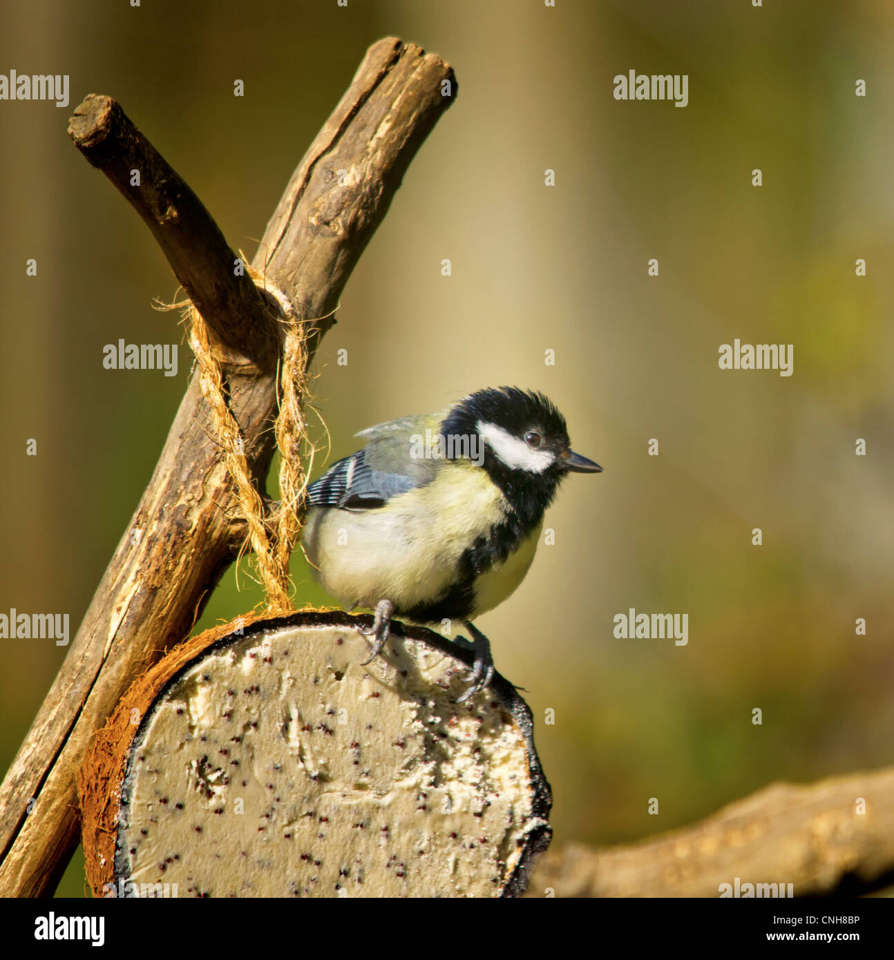 Great Tit bird (Parus major Stock Photo - Alamy