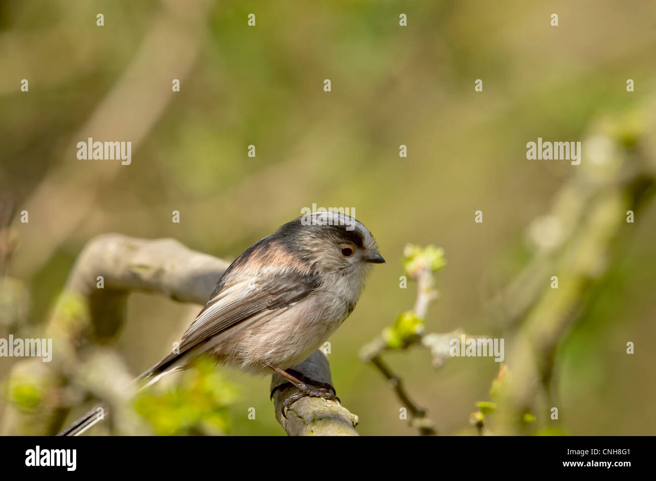 Long tailed tit in natural habitat Stock Photo - Alamy