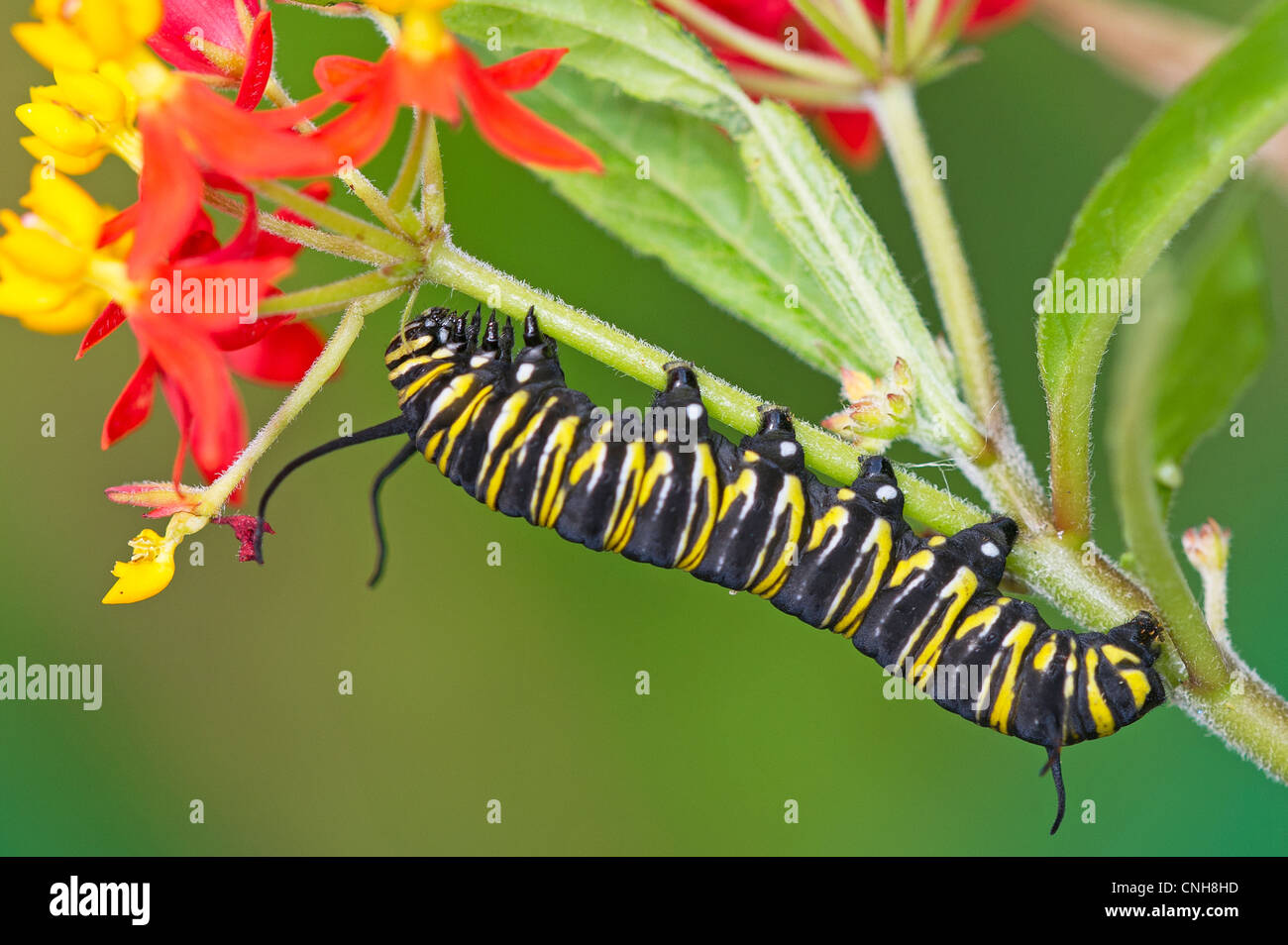 A larva of the Monarch butterfly Stock Photo - Alamy