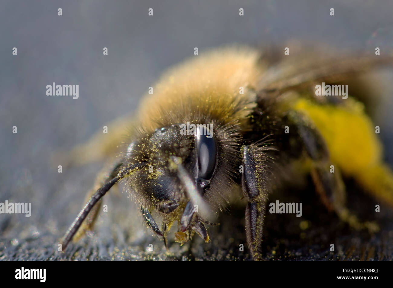Bumble bee macro hi-res stock photography and images - Alamy