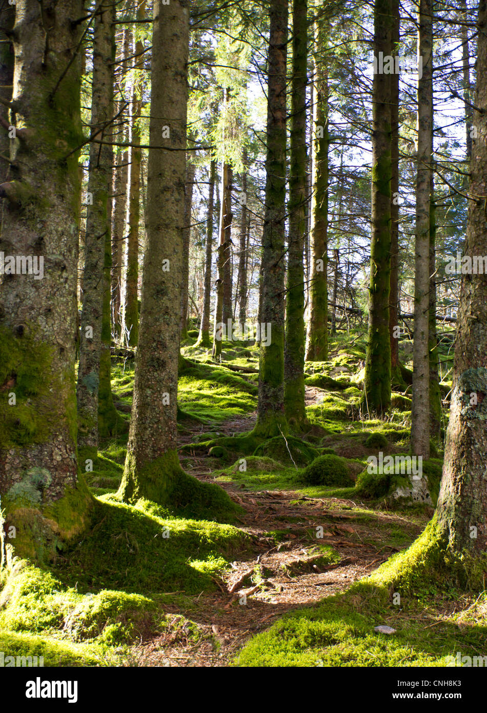A picture of a pathway around trees in a forest Stock Photo - Alamy