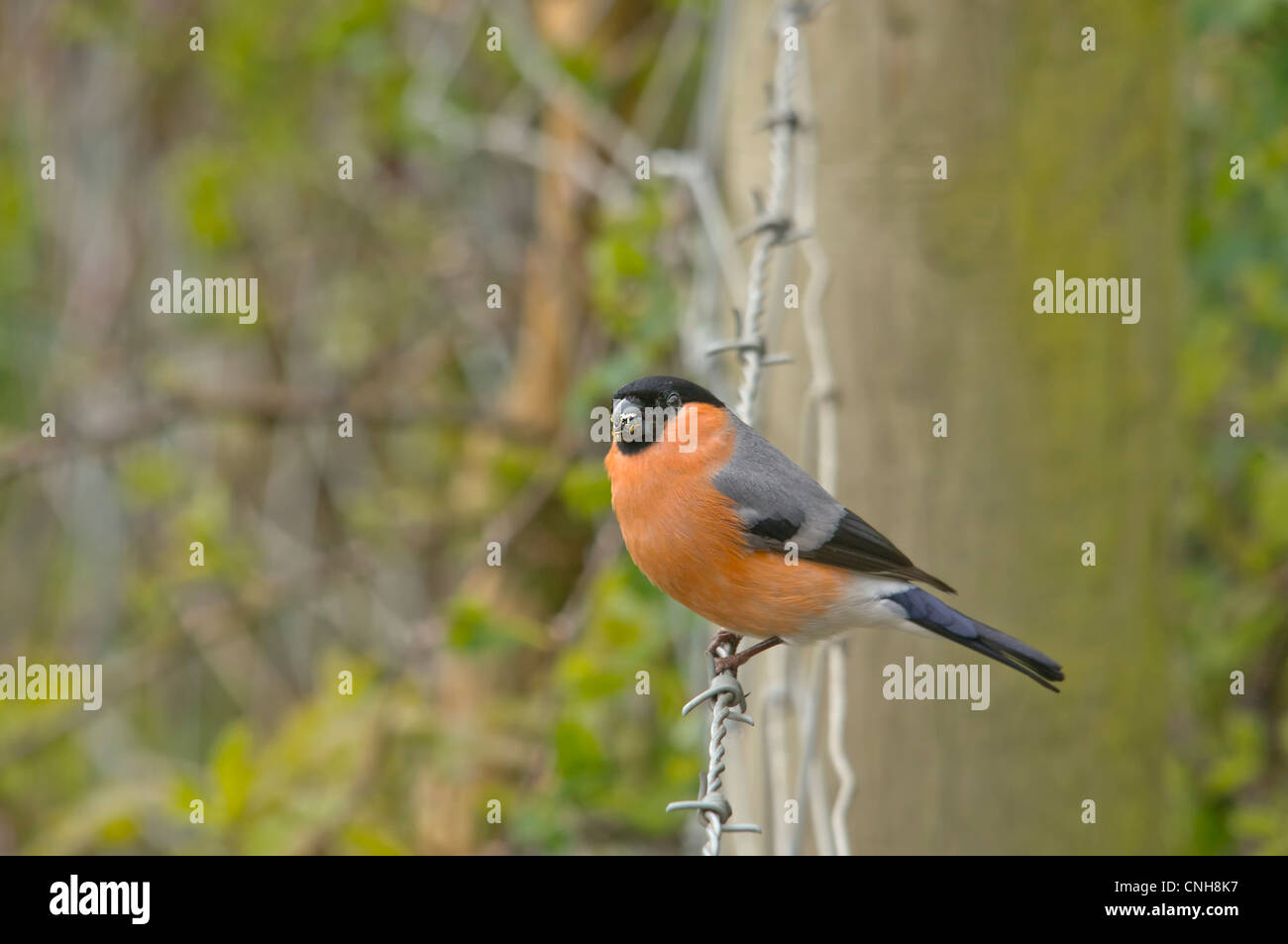 Bullfinch wings hi-res stock photography and images - Alamy