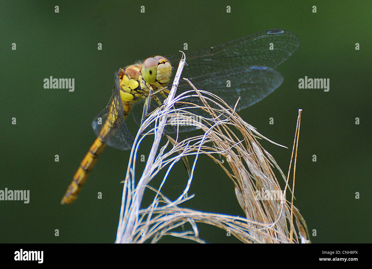 Emperor dragon fly hi-res stock photography and images - Alamy