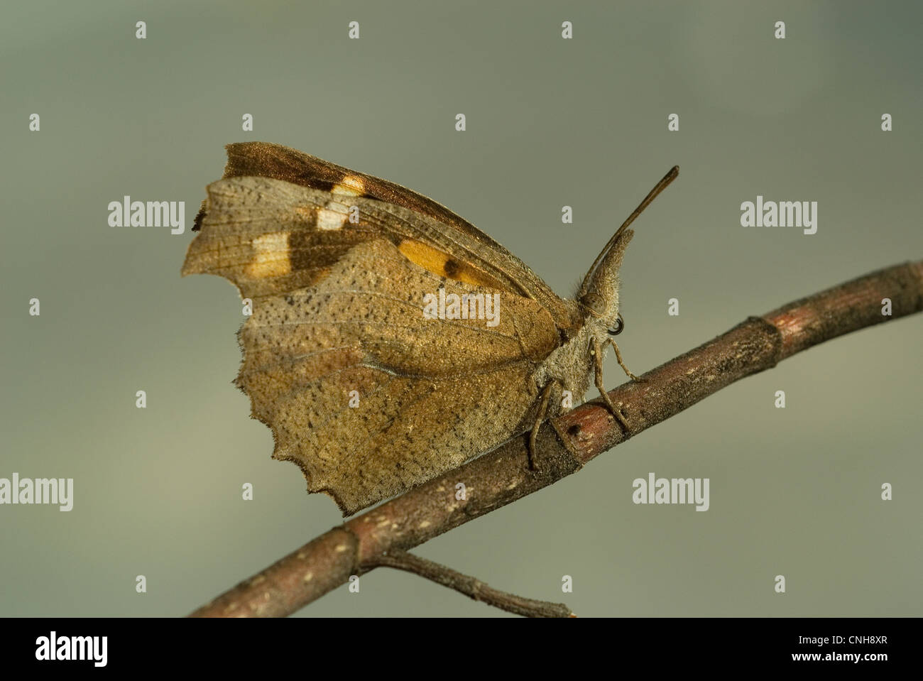 Nettle tree butterfly hi-res stock photography and images - Alamy