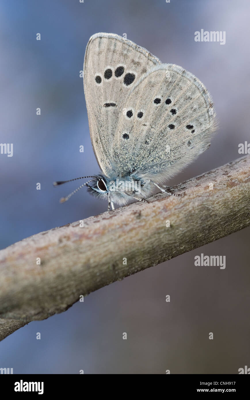 Black Eyed Blue Butterfly (Glaucopsyche melanops Stock Photo - Alamy
