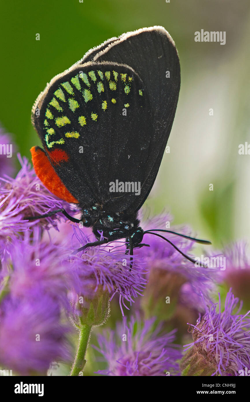 An Atala butterfly feeding Stock Photo - Alamy