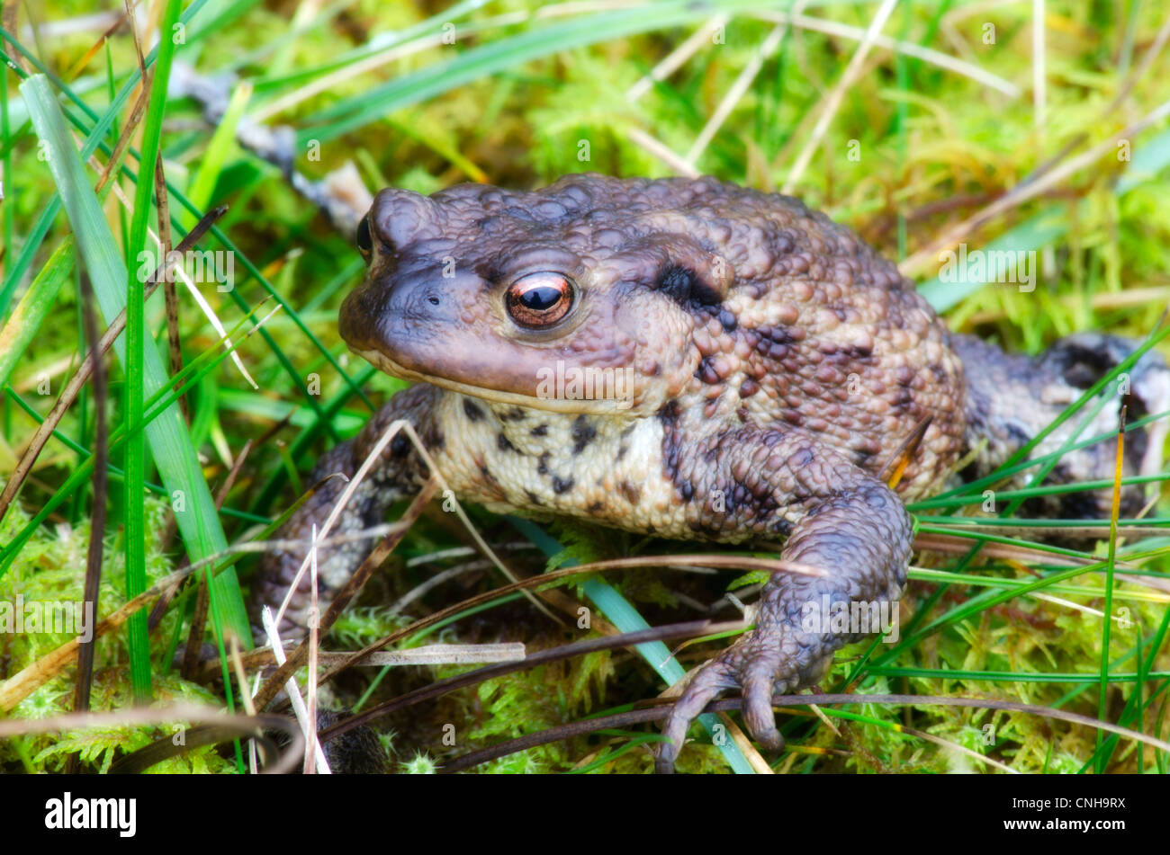 A vibrant image of a common toad Stock Photo - Alamy