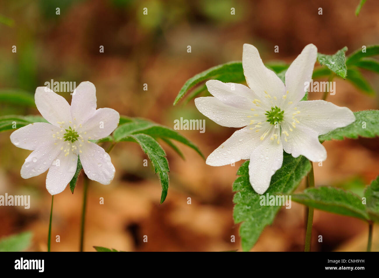 Wood Anemone (Anemone trifolia Stock Photo - Alamy