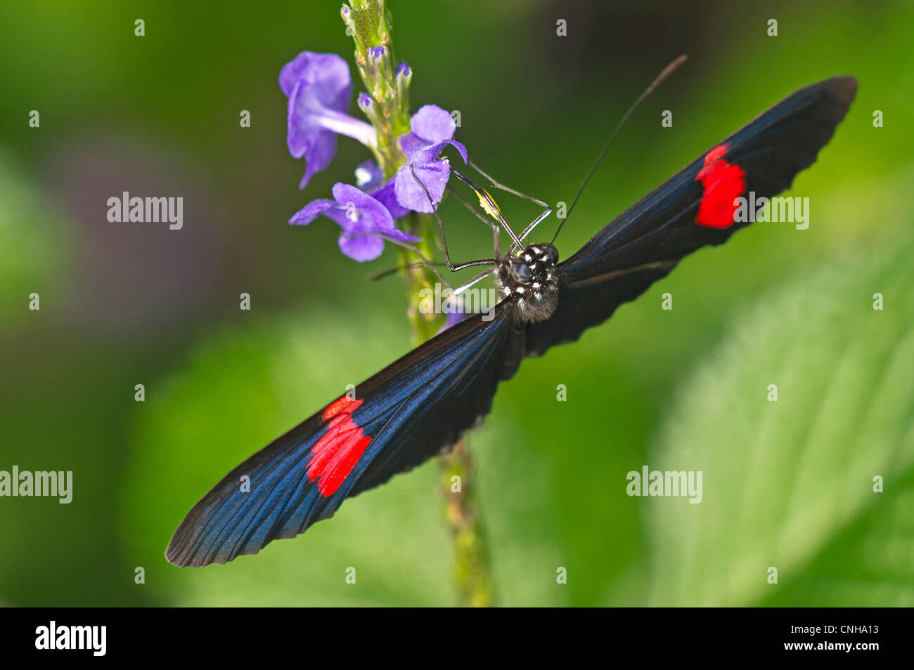 Heliconius erato small postman butterfly red passion flower butterfly ...
