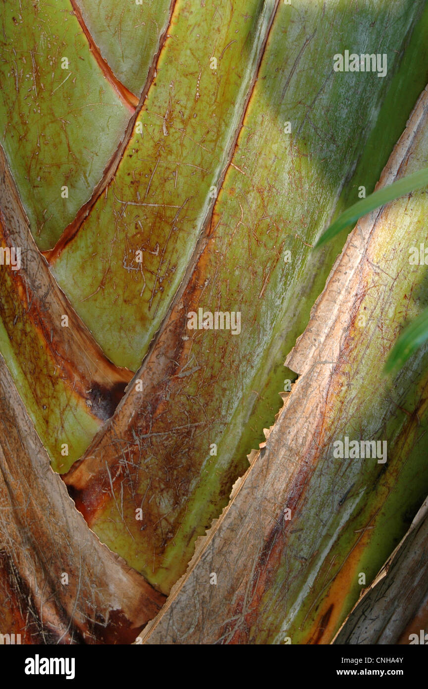 Plant shapes hi-res stock photography and images - Alamy
