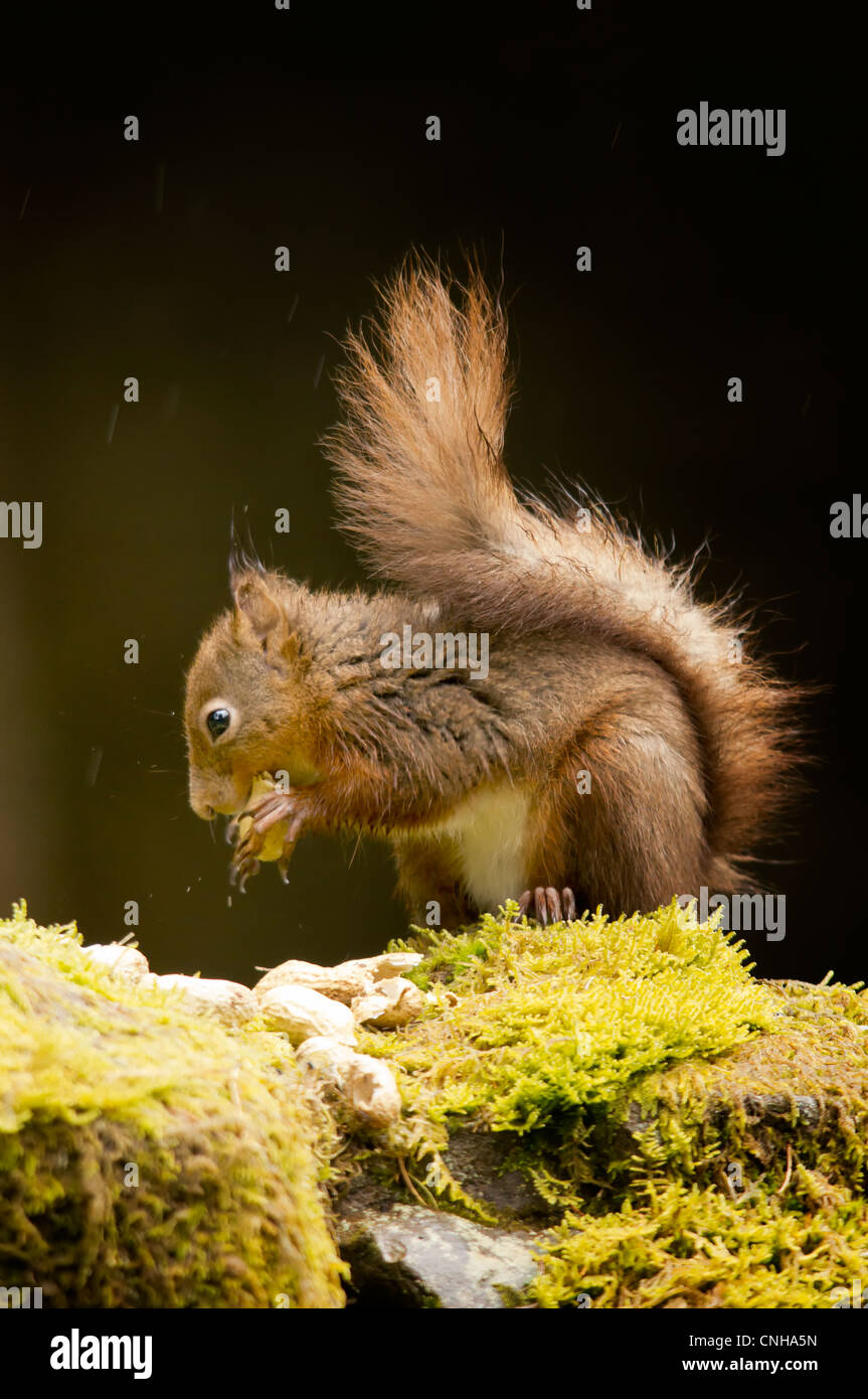 Wild Red Squirrel in North Yorkshire Stock Photo - Alamy