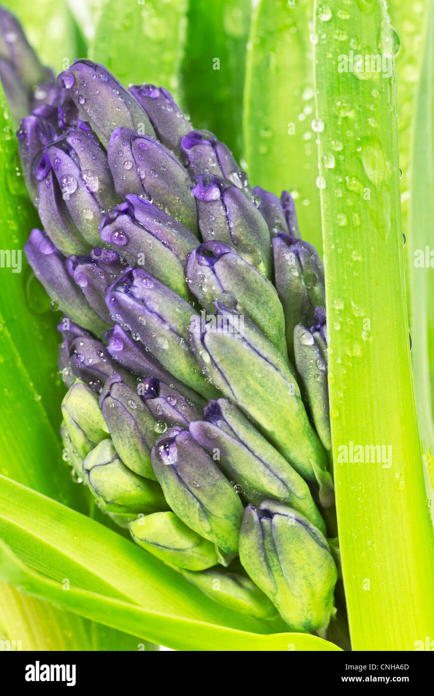 Close up on hyacinth buds, fresh with dew. Image of renewal reinforced ...