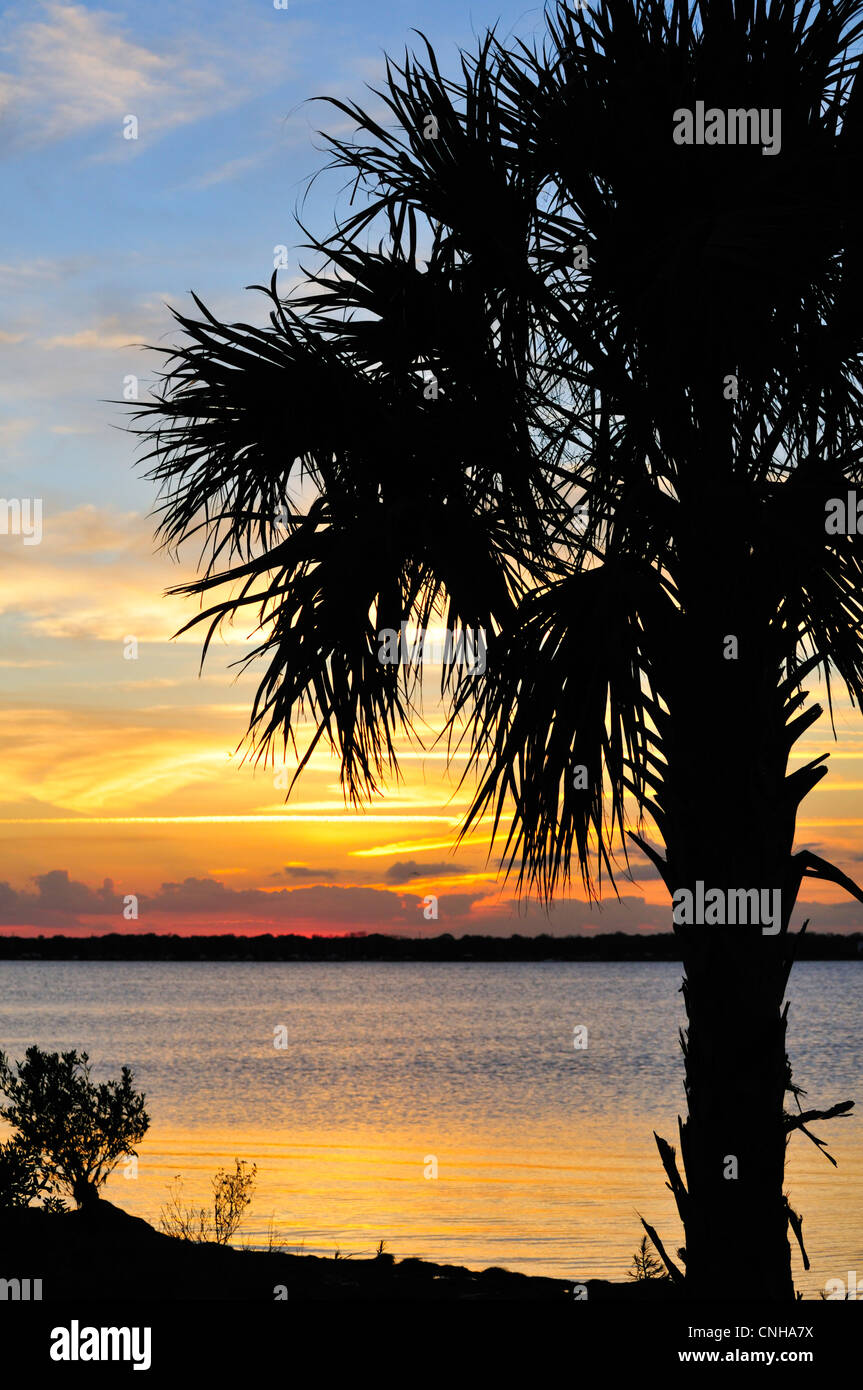Florida sabal palm hi-res stock photography and images - Alamy