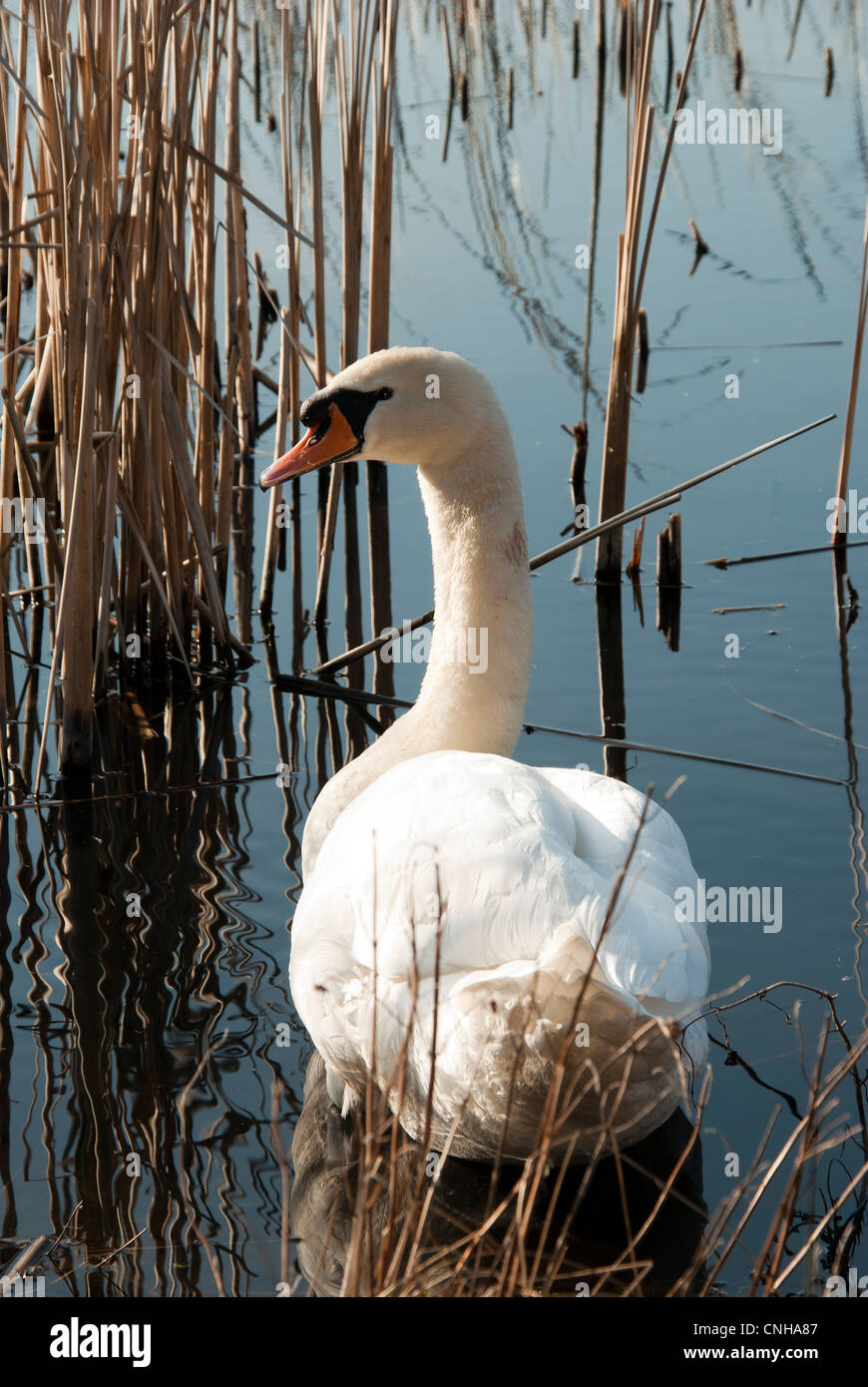 Swan on alert Stock Photo - Alamy
