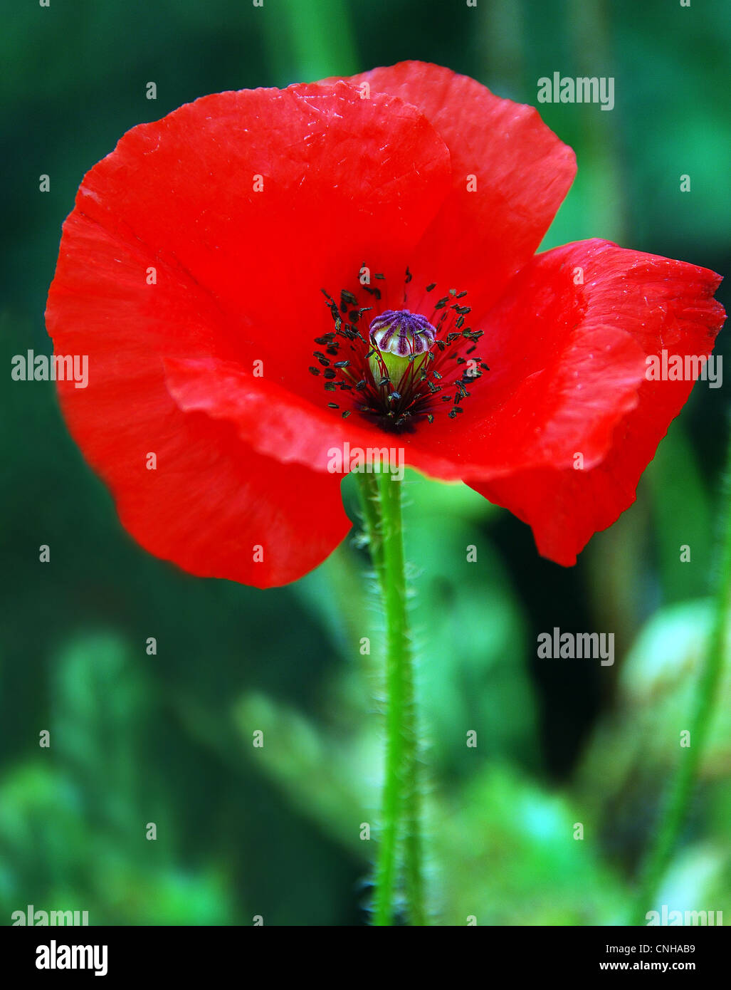 Remembrance poppy plants hi-res stock photography and images - Alamy