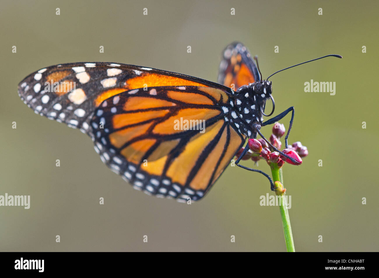 An adult Monarch butterfly resting Stock Photo - Alamy