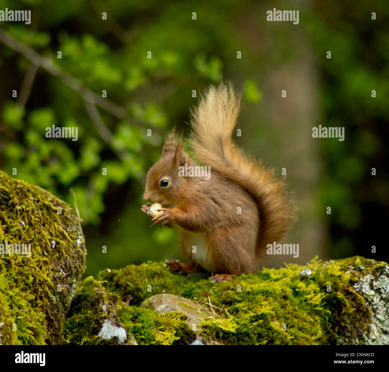 Wild Red Squirrel in North Yorkshire Stock Photo - Alamy