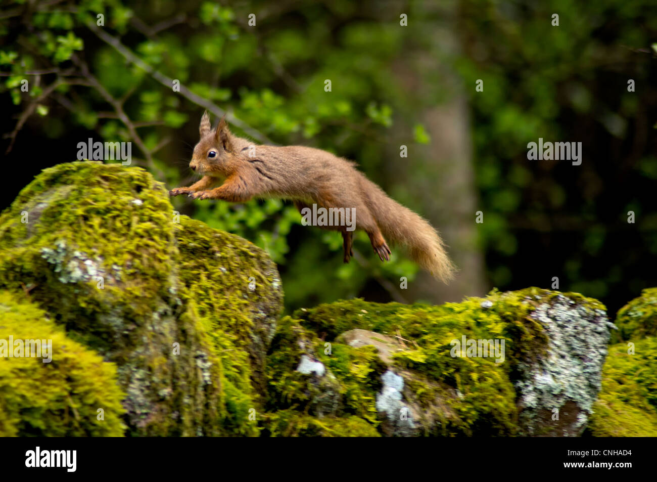 Wild Red Squirrel in North Yorkshire Stock Photo - Alamy