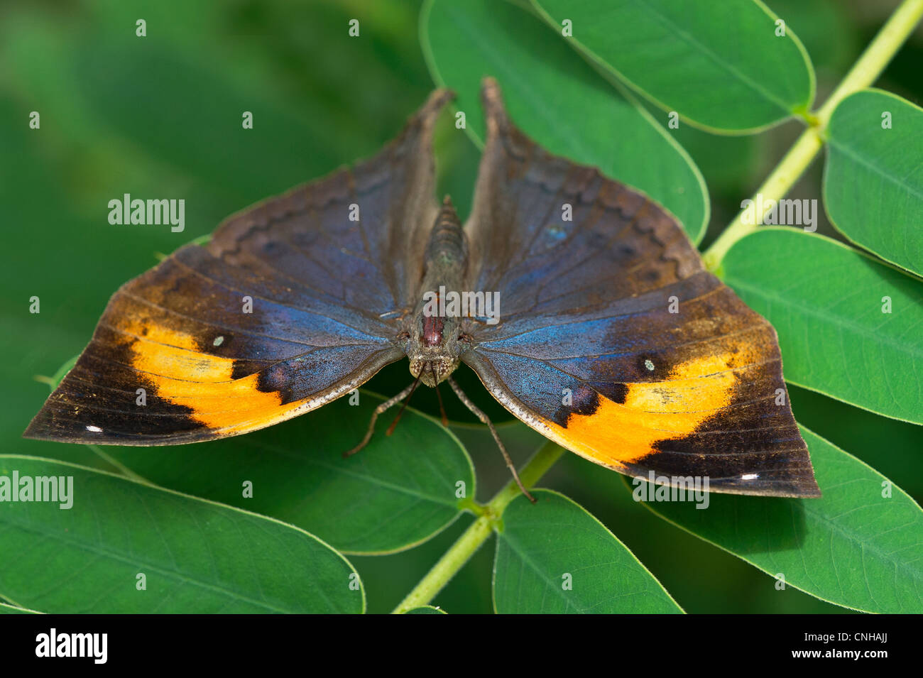 An adult Indian Leaf butterfly basking Stock Photo - Alamy