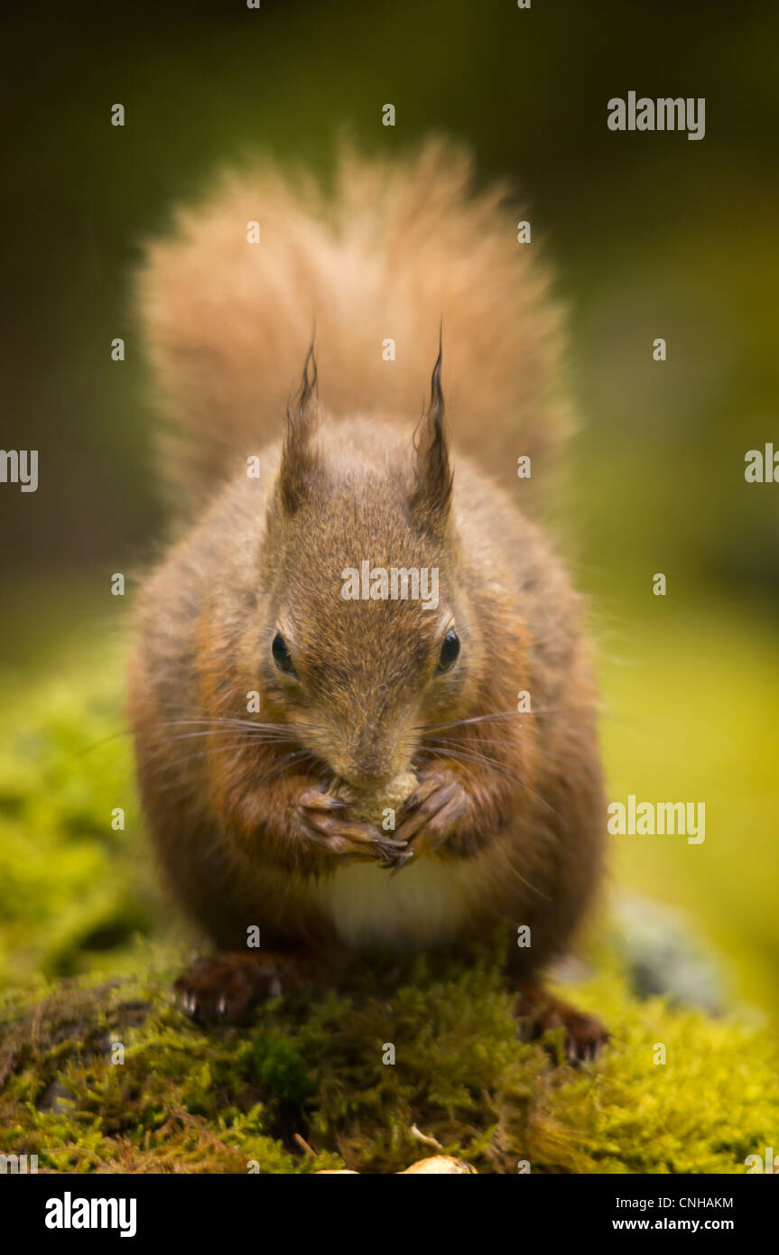 Wild Red Squirrel in North Yorkshire Stock Photo - Alamy