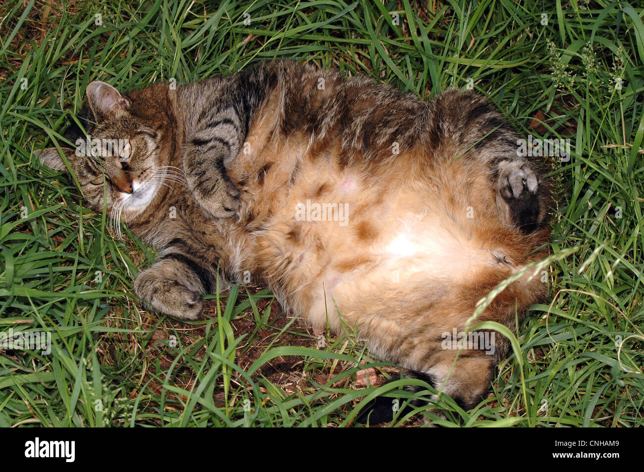Chubby kitty hi-res stock photography and images - Alamy