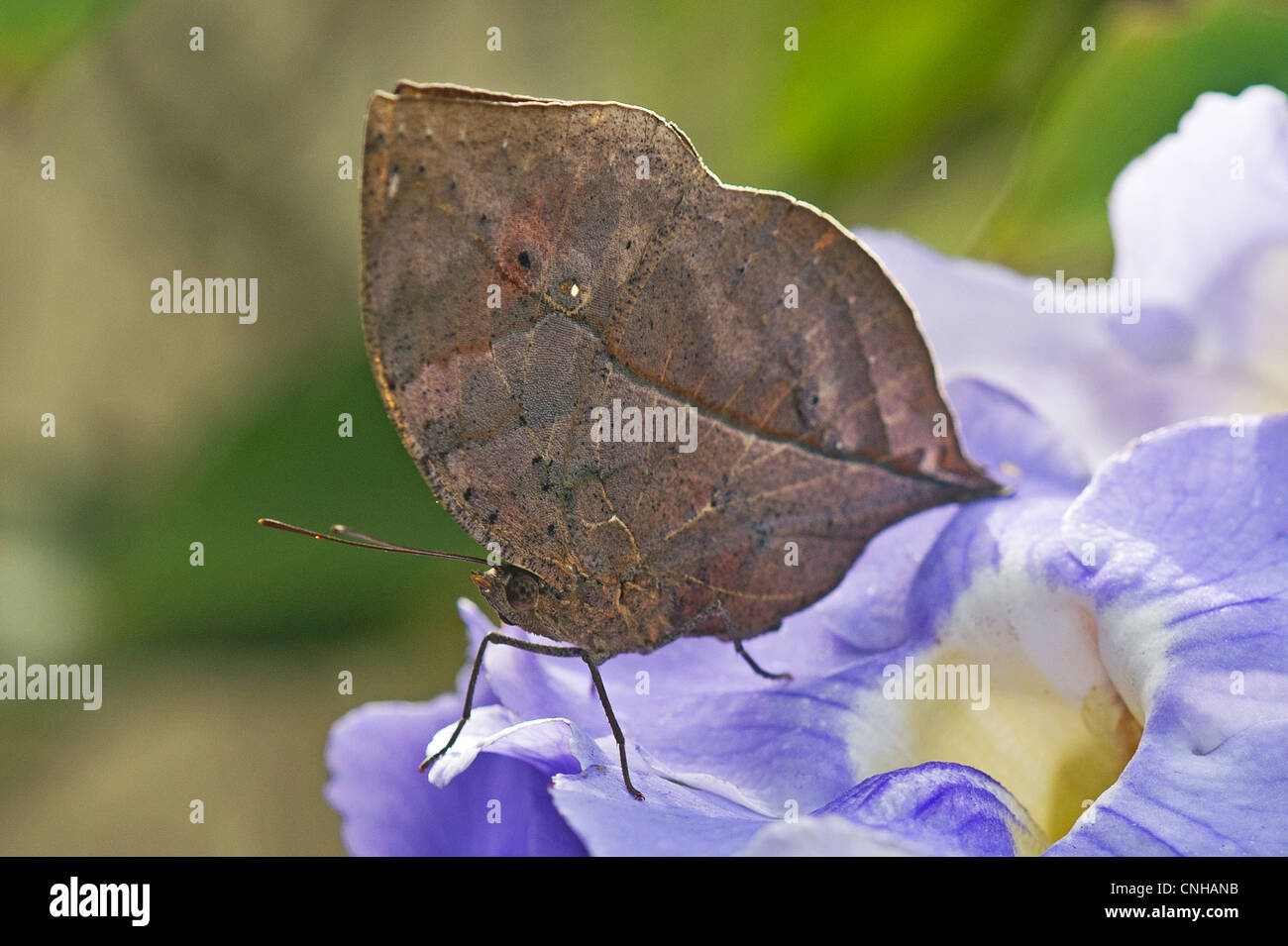 Indian butterflies hi-res stock photography and images - Alamy