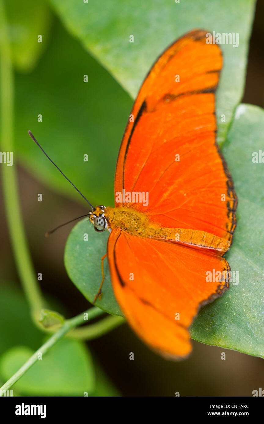 A Flame butterfly at rest Stock Photo - Alamy