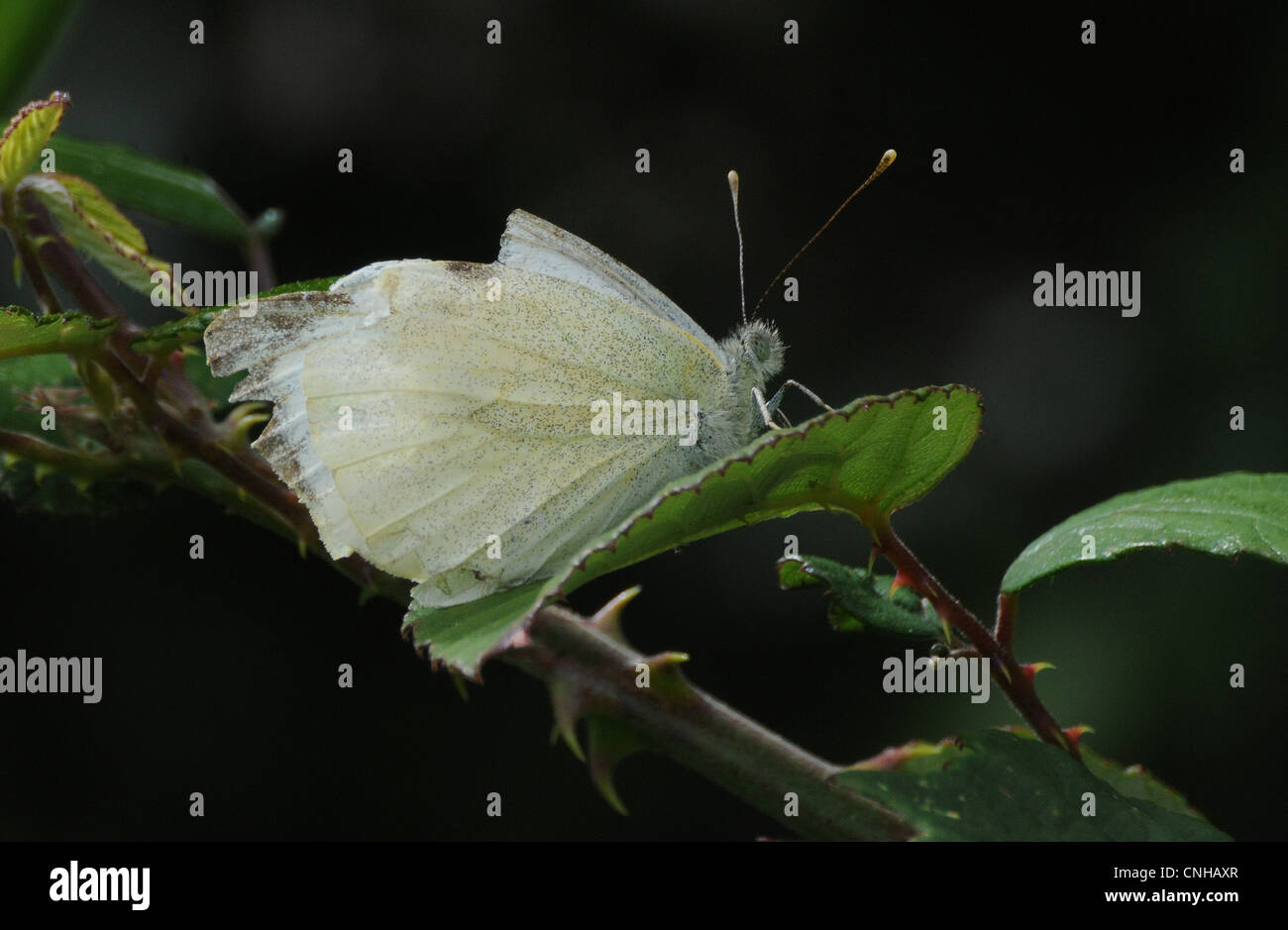 LARGE WHITE BUTTERFLY Stock Photo - Alamy