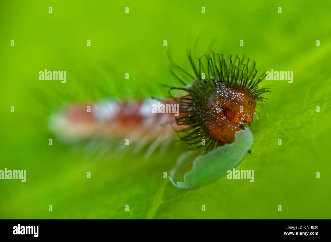 Blue morpho butterfly larva hi-res stock photography and images - Alamy