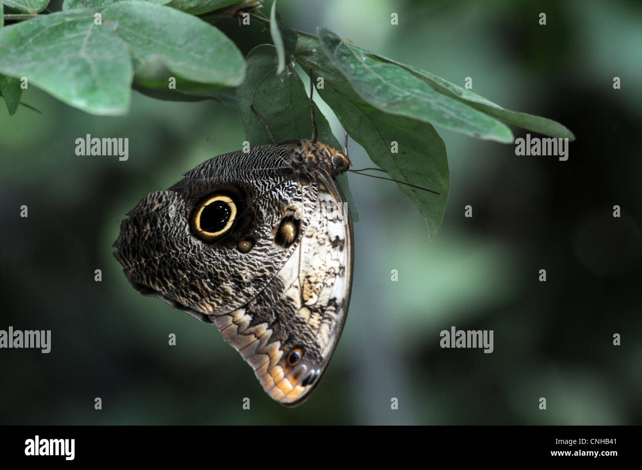 AN OWL CALIGO BUTTERFLY Stock Photo - Alamy
