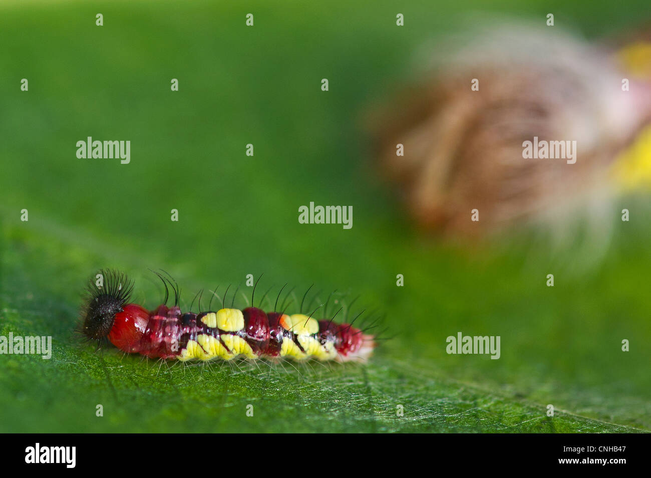 A young larva of the Blue Morpho butterfly Stock Photo - Alamy