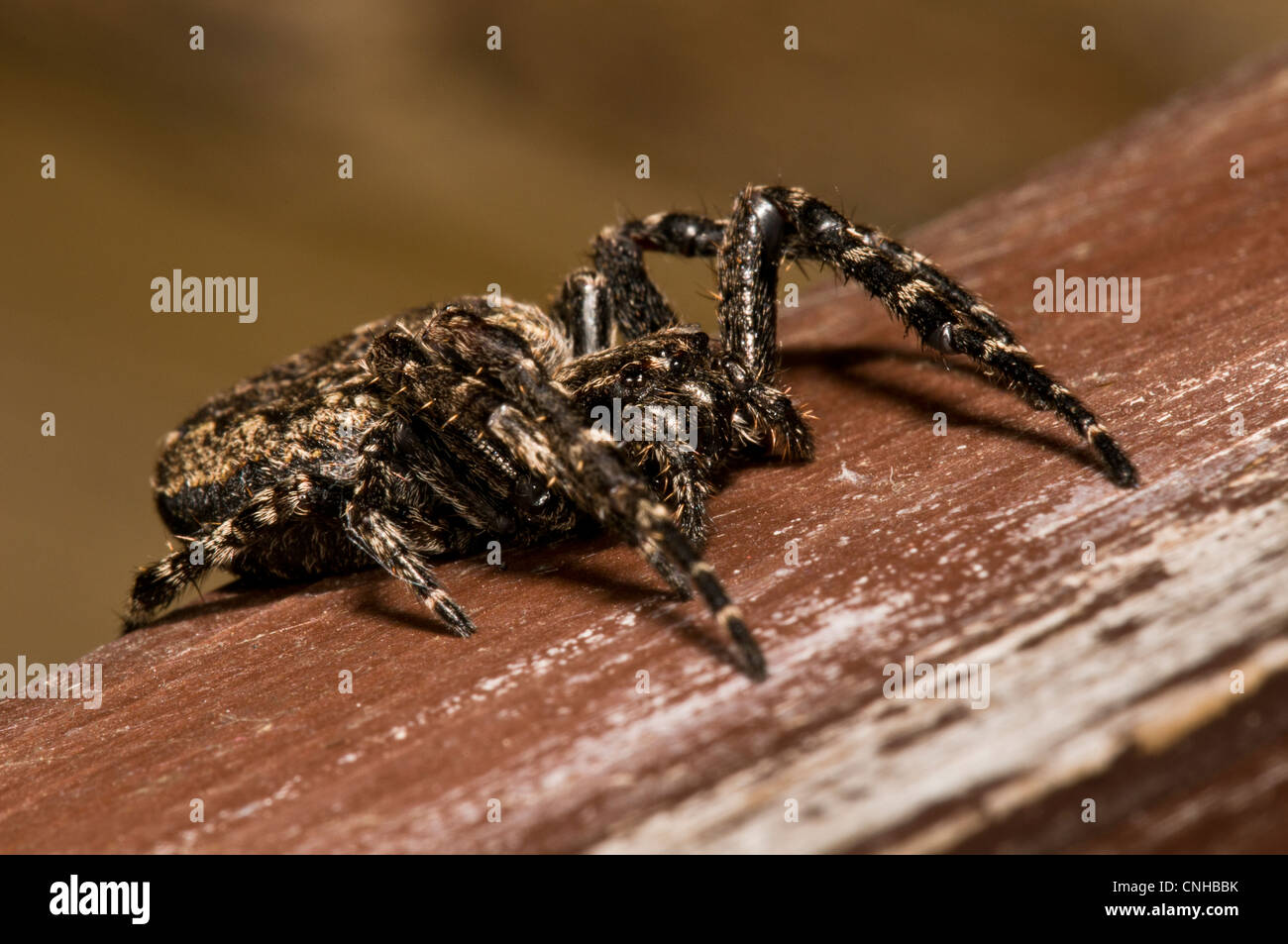 A Female Walnut Orb Weaver Spider Nuctenea Umbratica In A Hide At Rspb Minsmere Suffolk