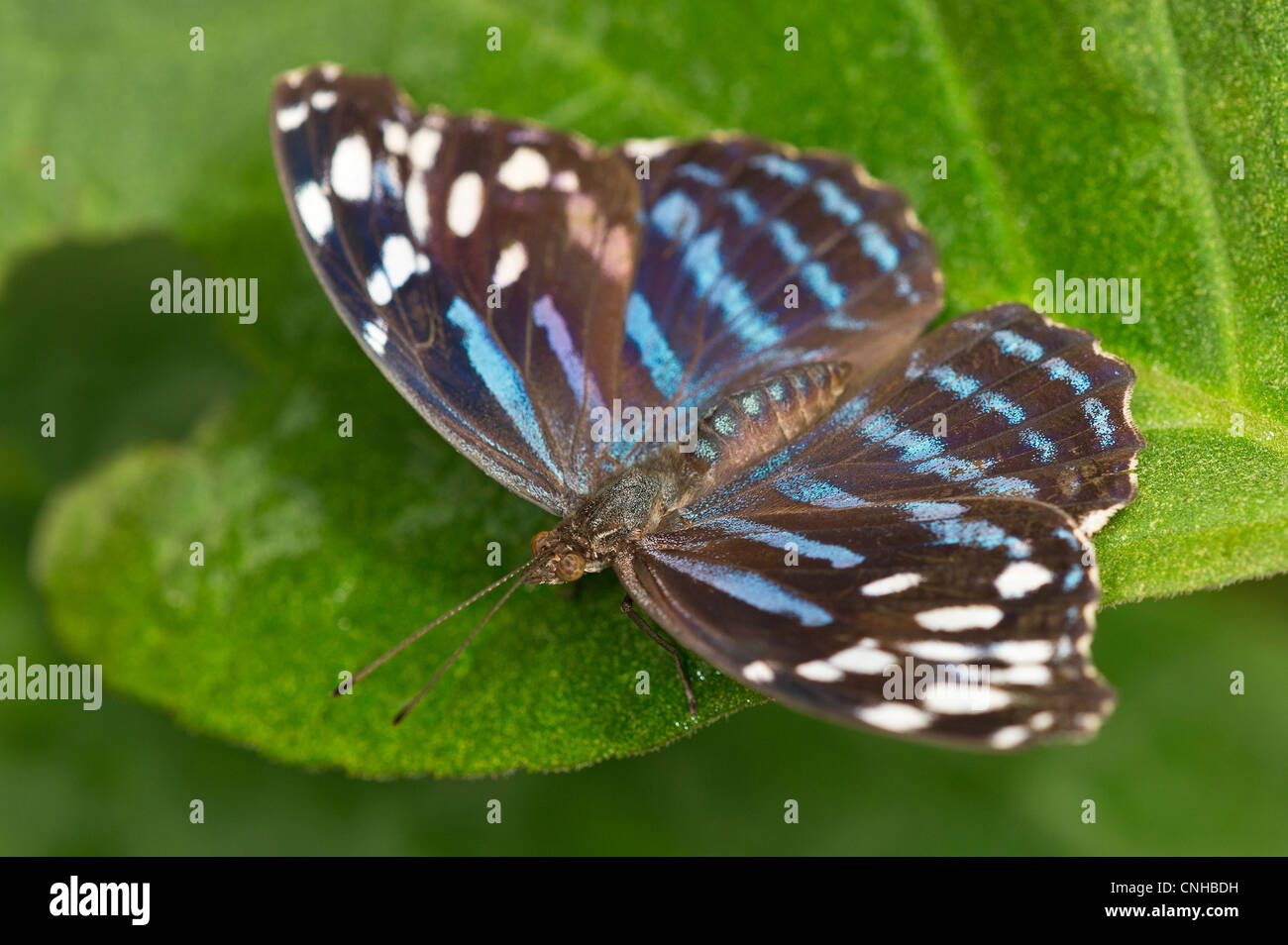 A Blue Wave butterfly basking Stock Photo - Alamy