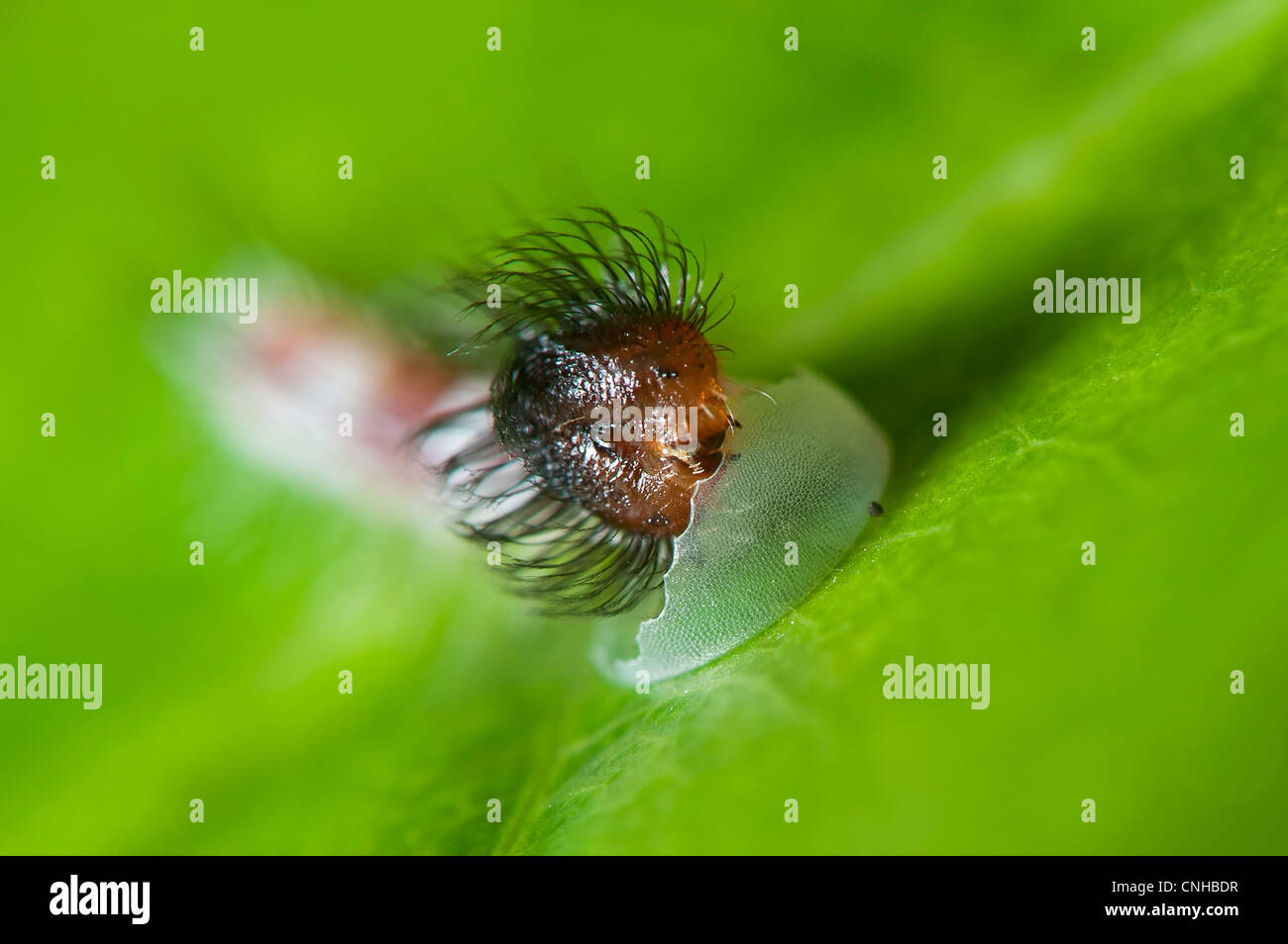 Caterpillar Morpho Peleides High Resolution Stock Photography and ...