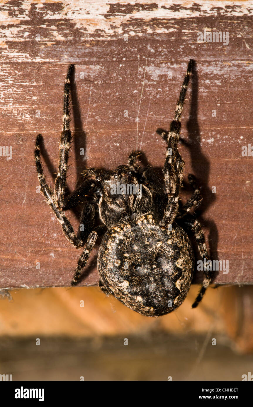 A female walnut orb weaver spider (Nuctenea umbratica) in a hide at ...