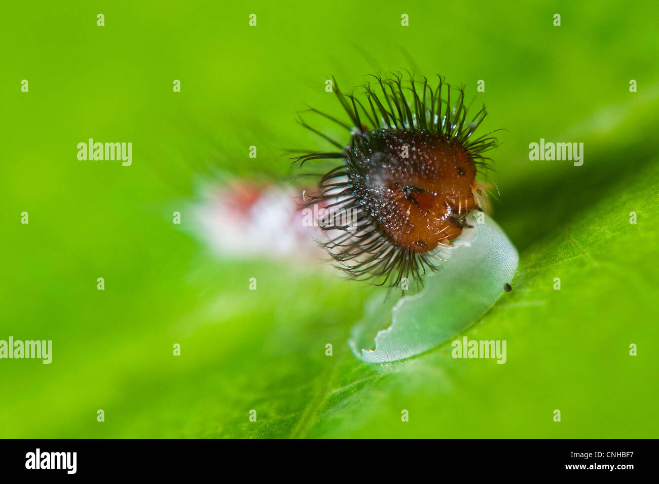 A newly hatched Blue Morpho larva eating its eggshell Stock Photo - Alamy