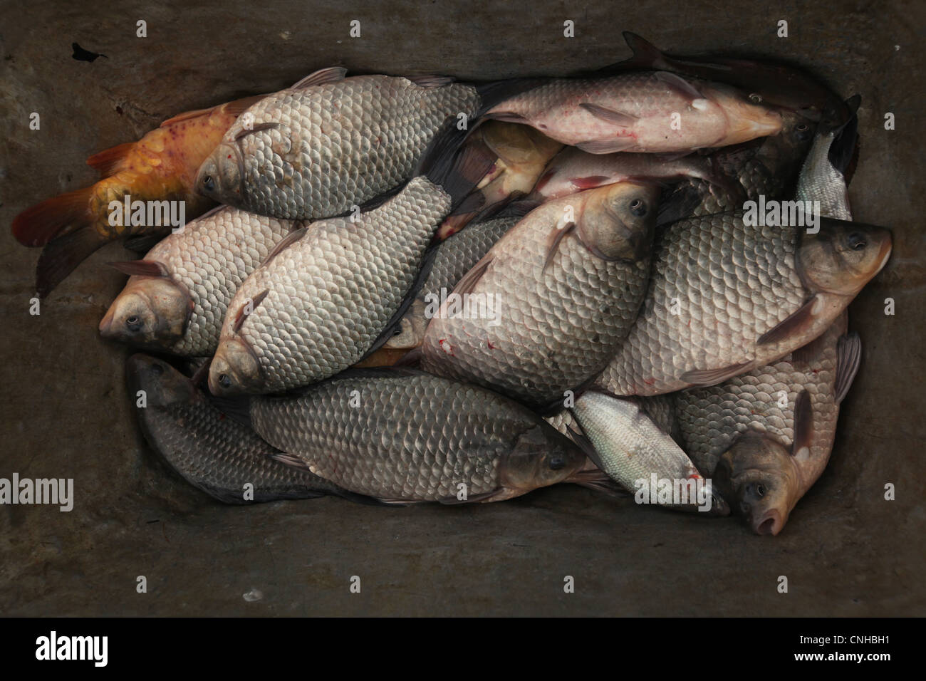 Prussian silver carps. Traditional mass carp fishing at the Zehunsky ...