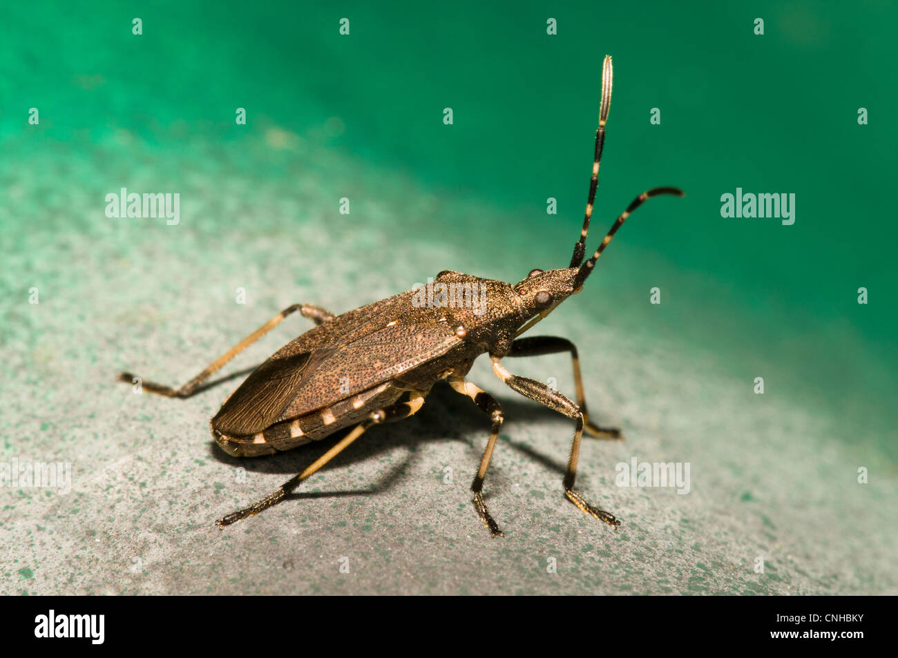 n adult spurge bug (Dicranocephalus medius), a rare and notable species ...