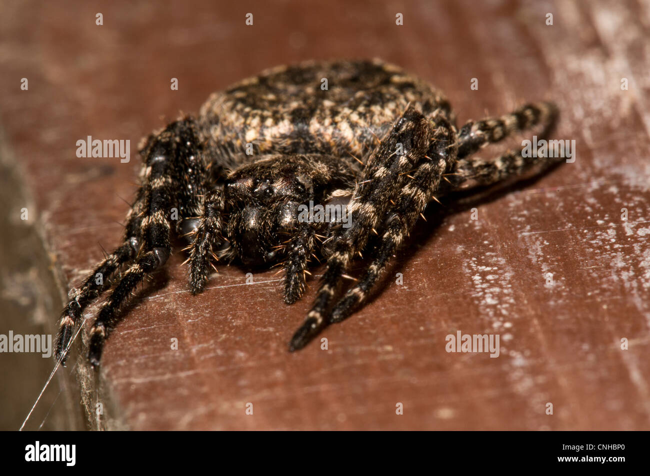 Nuctenea umbratica hi-res stock photography and images - Alamy