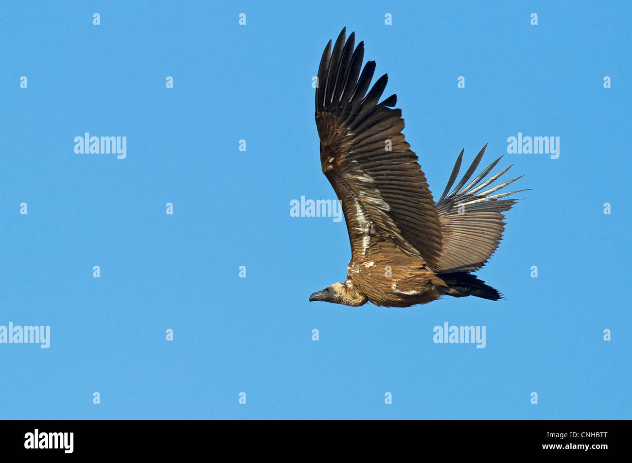 White Backed Vulture Flying High Resolution Stock Photography and ...