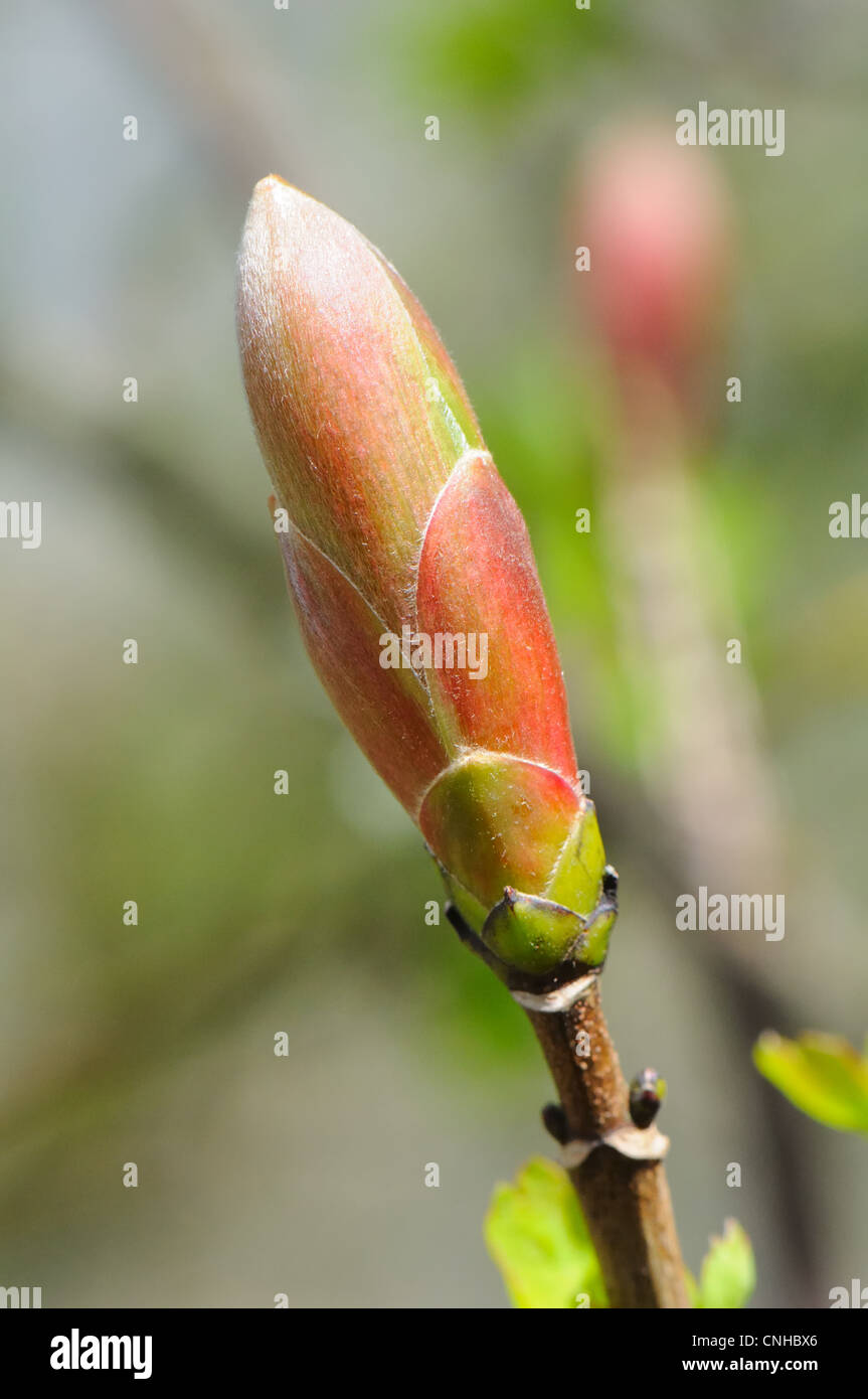 Unopened spring bud of Acer pseudoplatanus or British Sycamore Stock ...