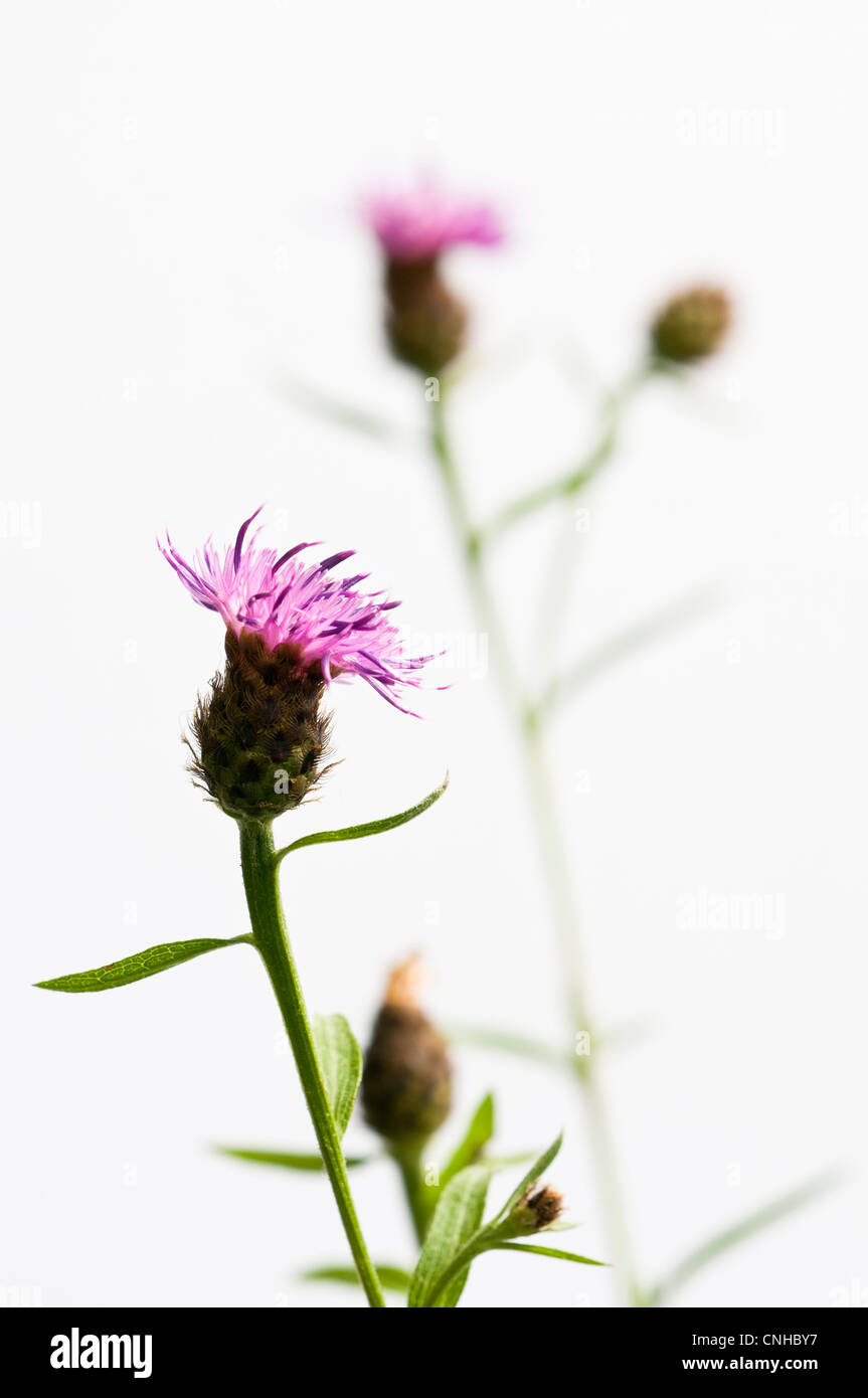 Common knapweed (Centaurea nigra) flowering at Downe Bank Nature ...
