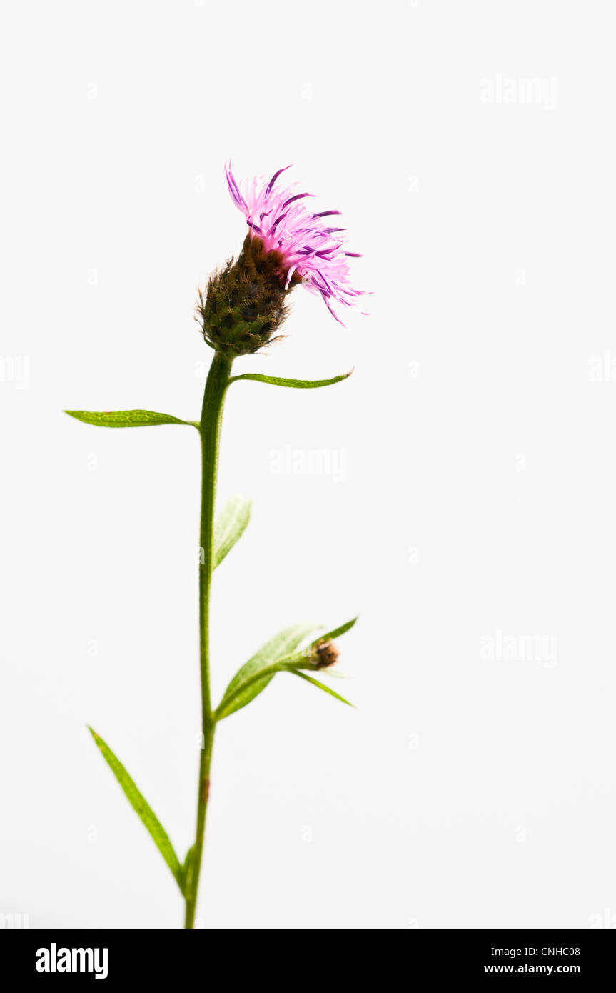 Common knapweed (Centaurea nigra) flowering at Downe Bank Nature ...