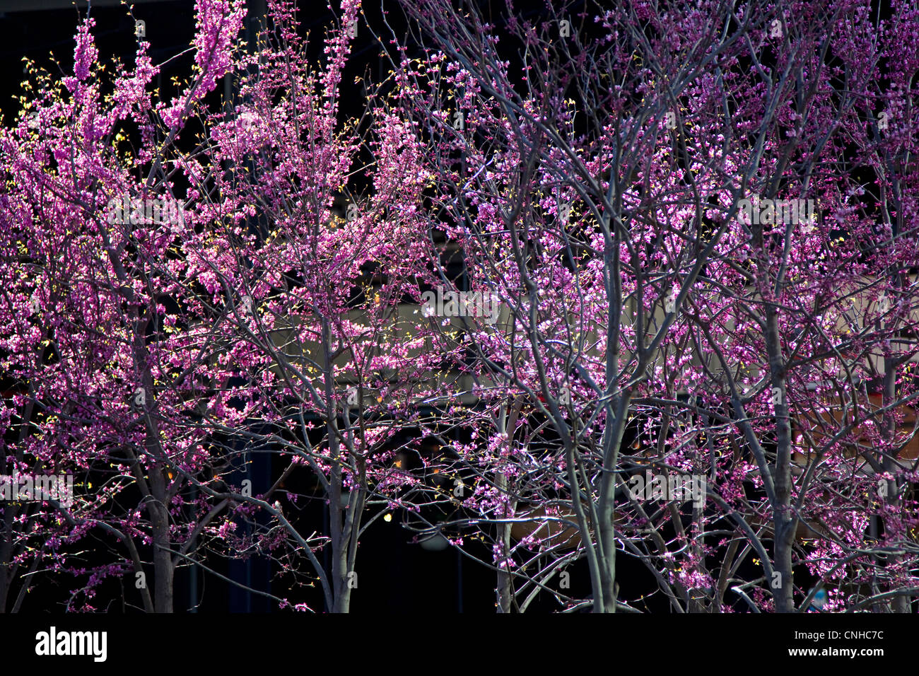 Pink spring tree blossom, background Stock Photo - Alamy