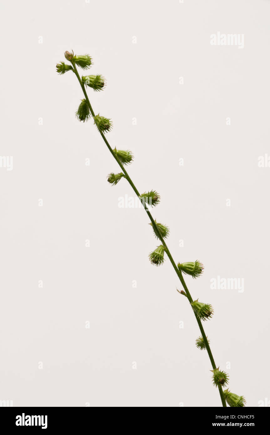 Agrimony wildflower seed hi-res stock photography and images - Alamy